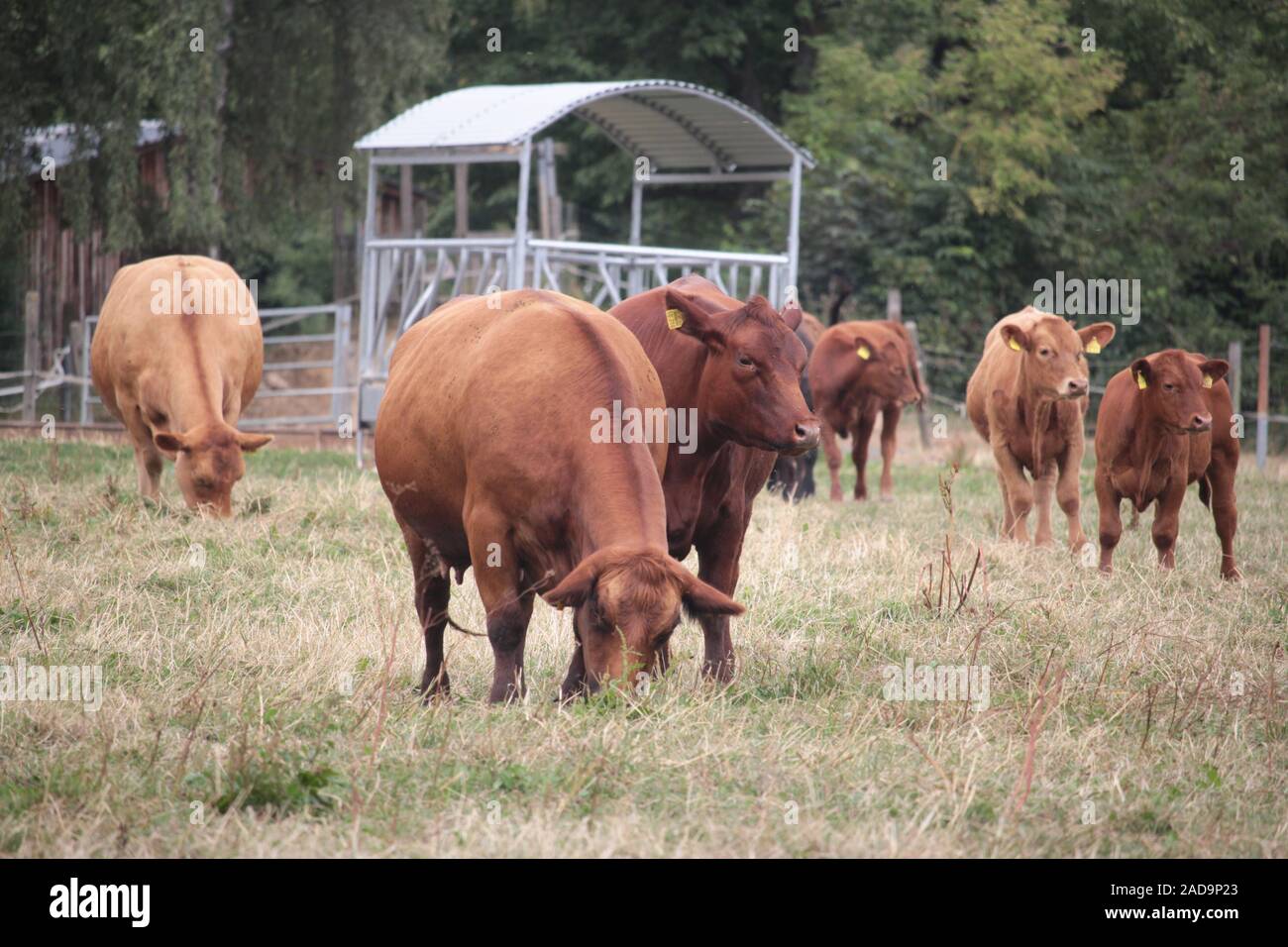 Bonsmara cattle hi-res stock photography and images - Alamy