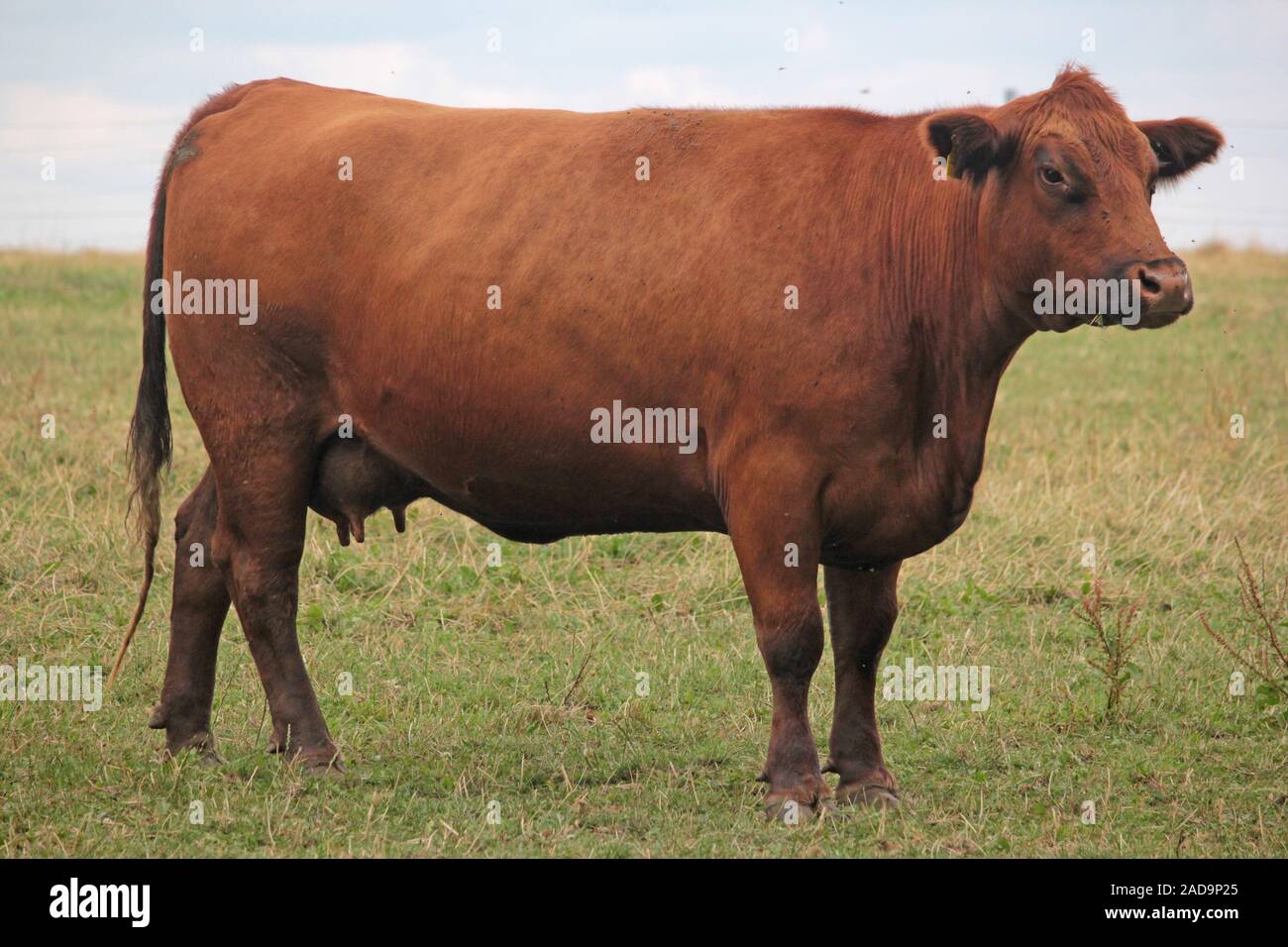 Bonsmara hi-res stock photography and images - Alamy