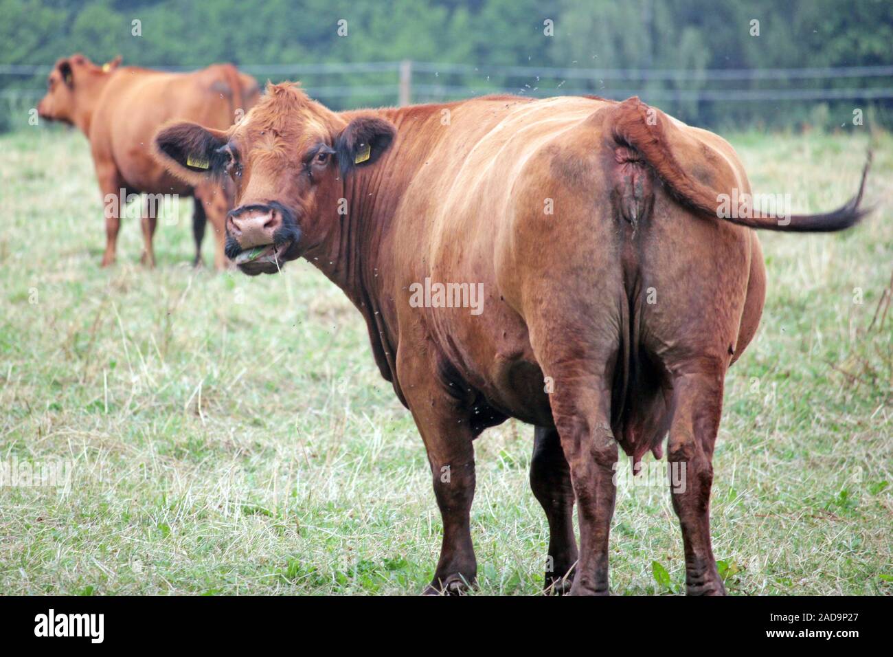 Bonsmara cattle hi-res stock photography and images - Alamy