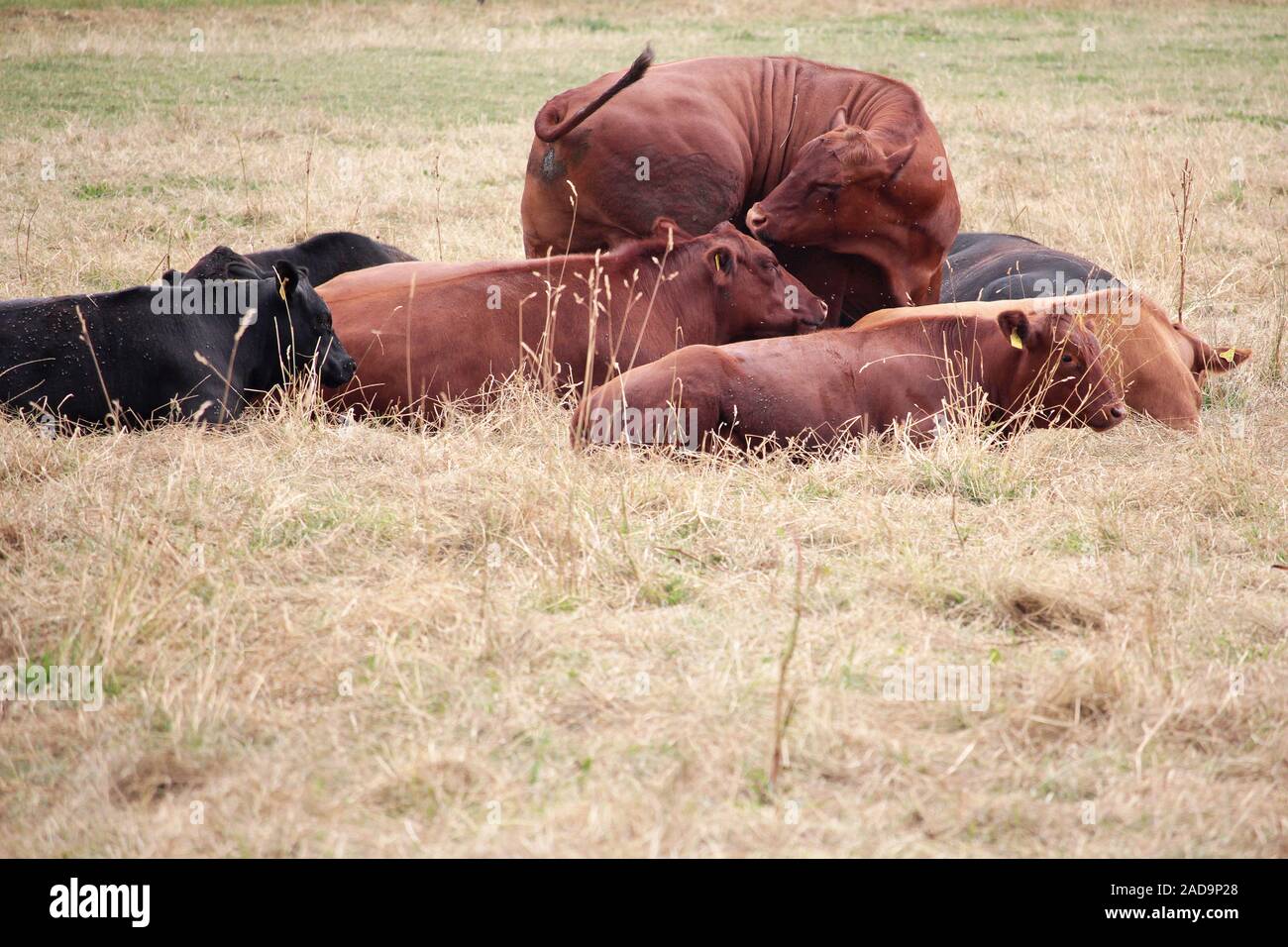 Deutsch angus rind hi-res stock photography and images - Alamy