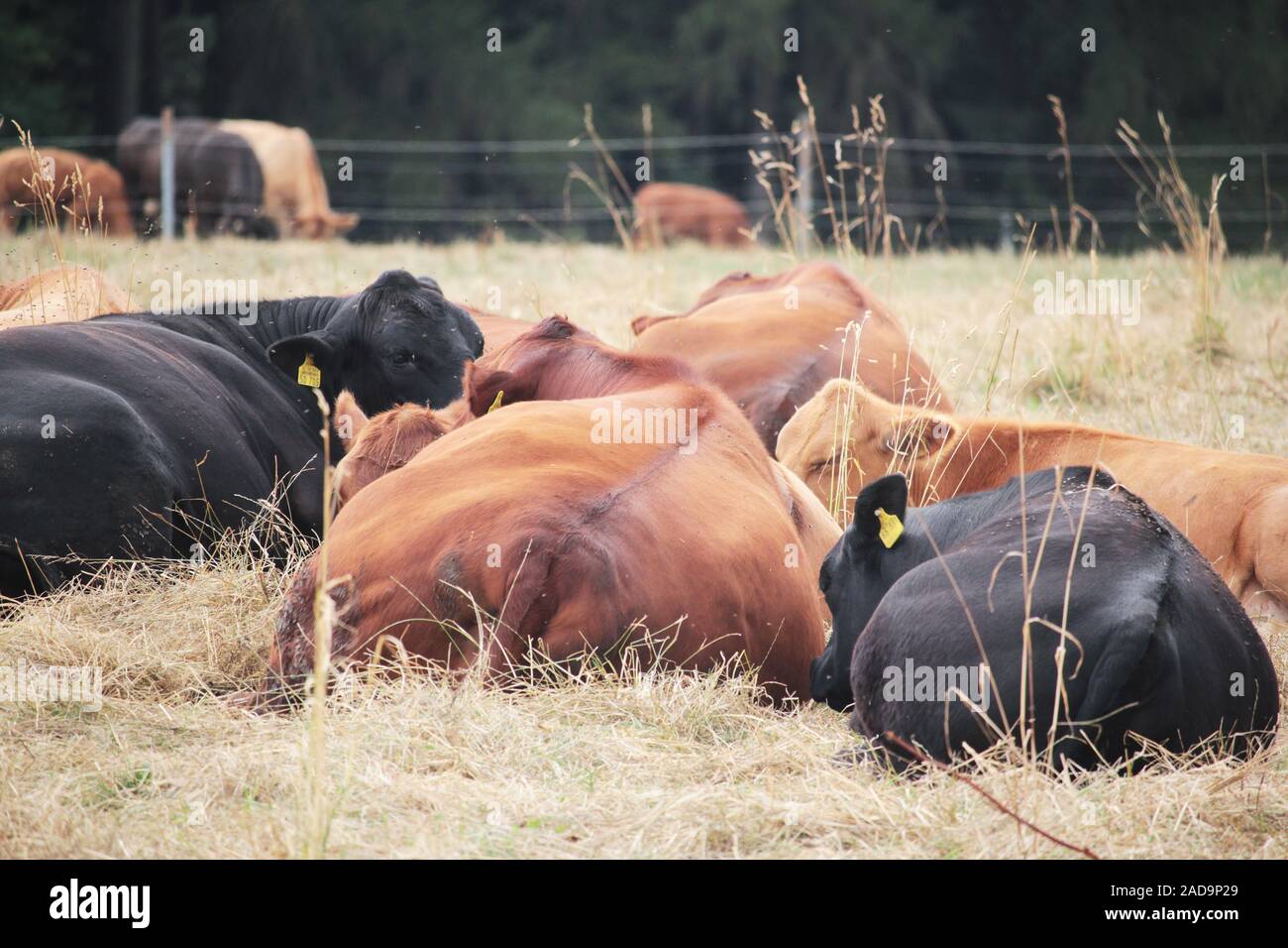 Deutsch angus rind hi-res stock photography and images - Alamy