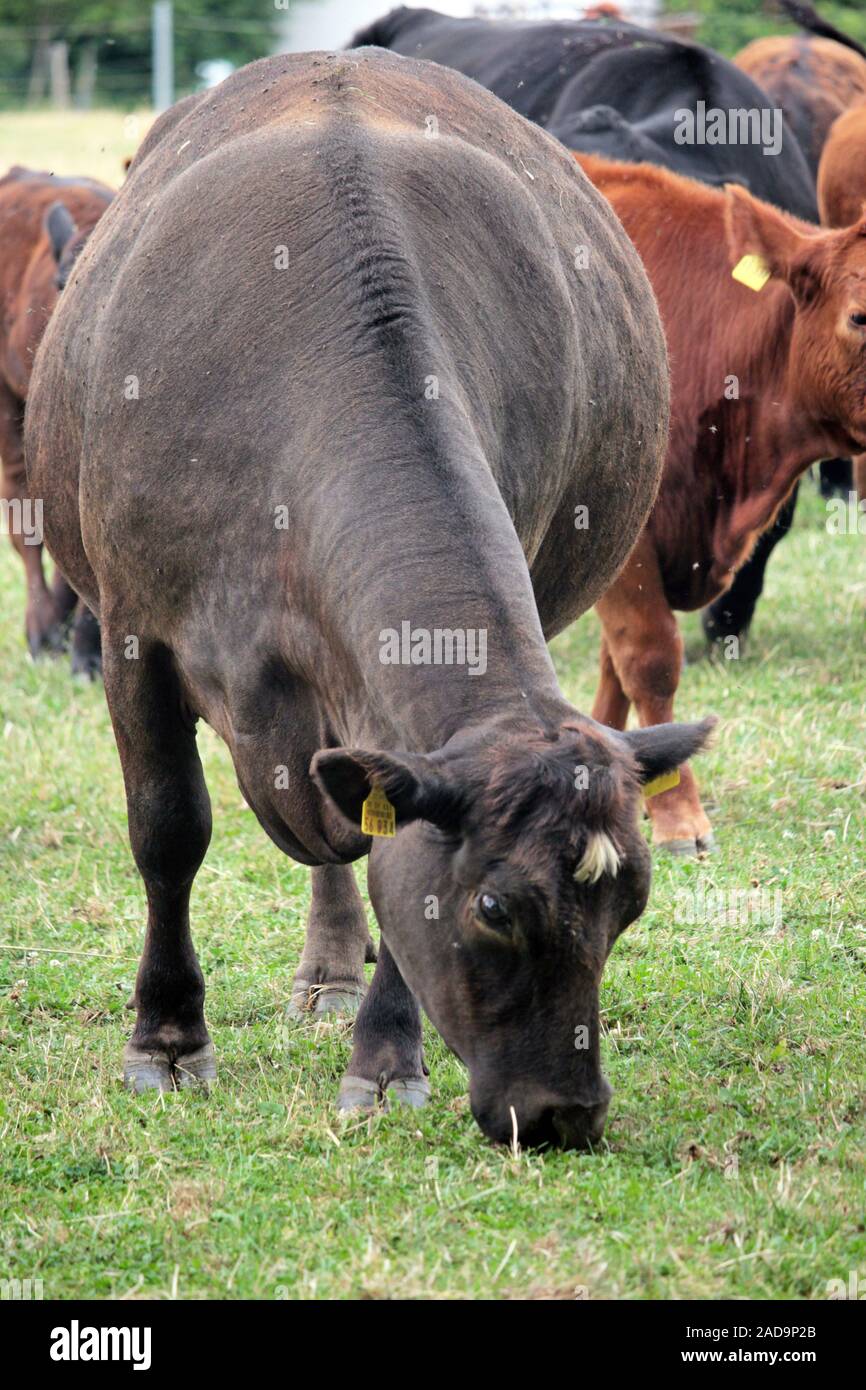 Rural angus hi-res stock photography and images - Alamy