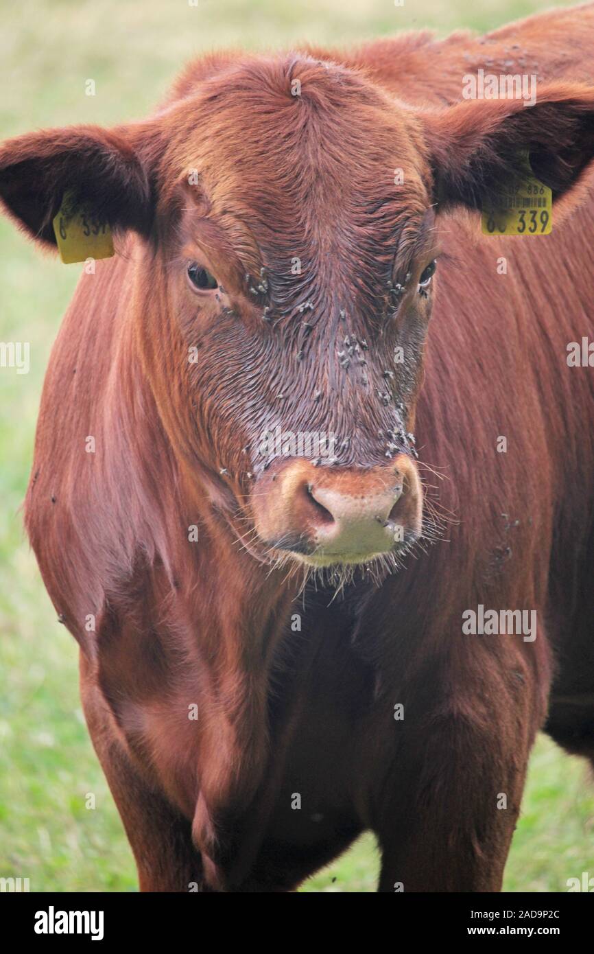 Bonsmara cattle hi-res stock photography and images - Alamy