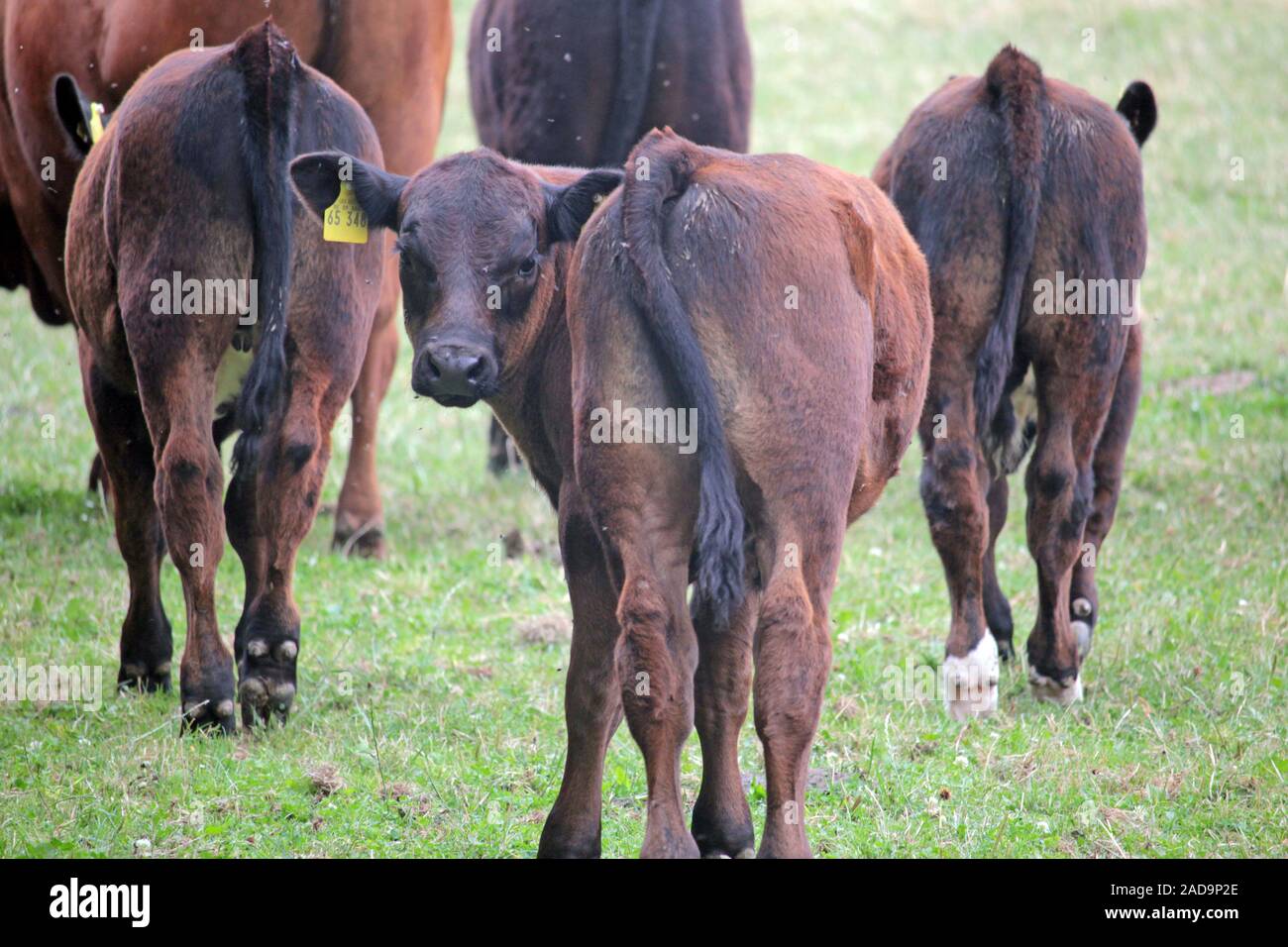 Deutsch angus rind hi-res stock photography and images - Alamy