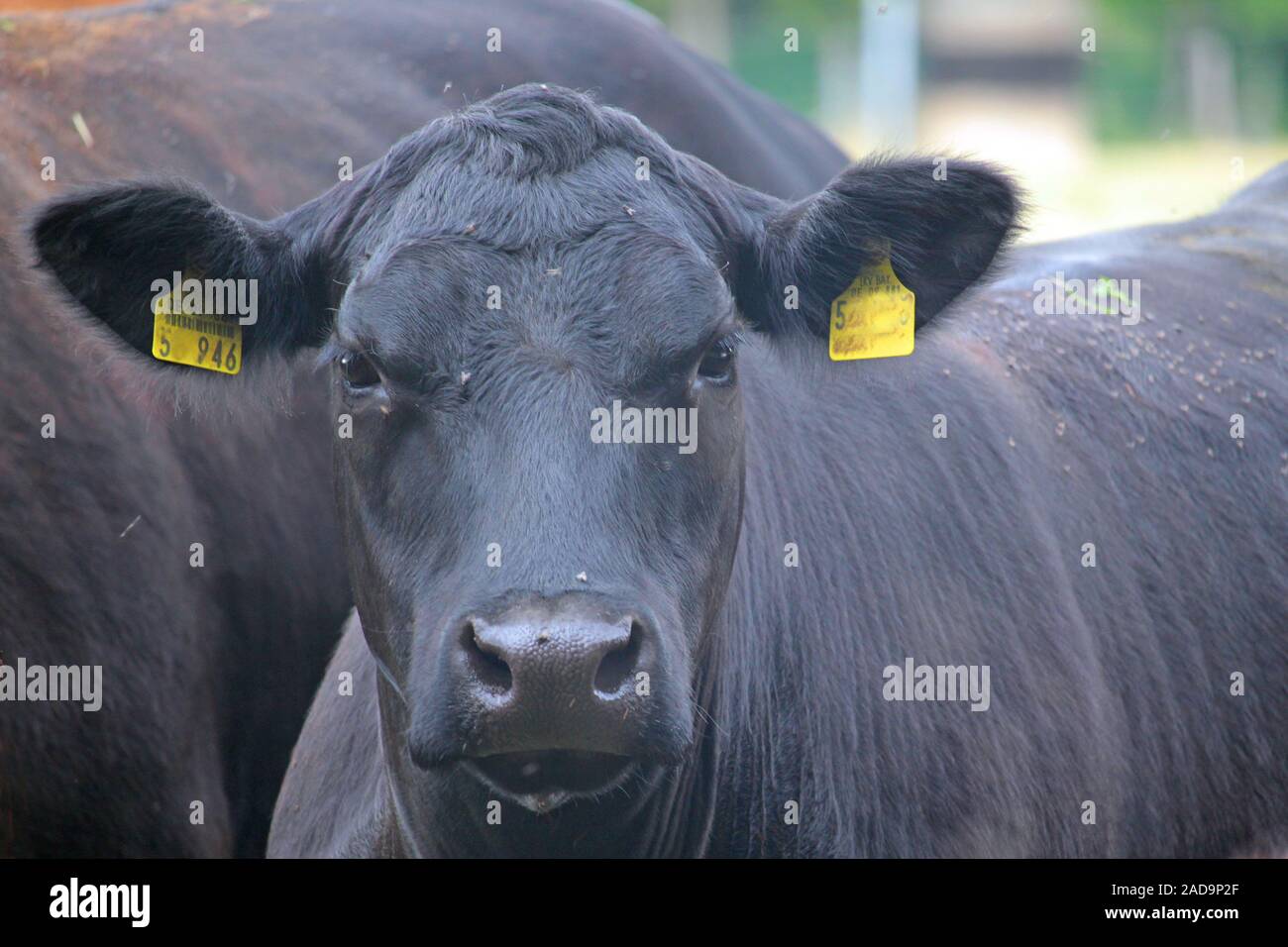 Black angus cattle ranch hi-res stock photography and images - Alamy