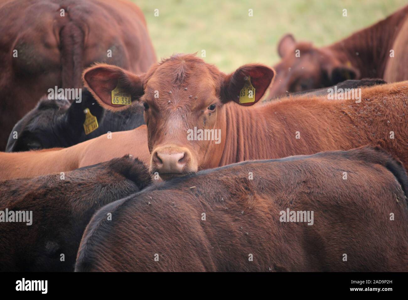Red angus cattle hi-res stock photography and images - Alamy