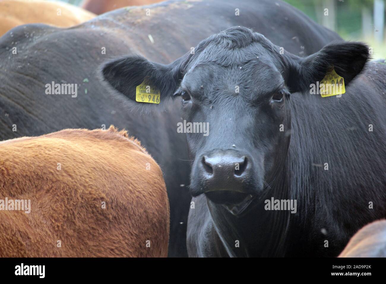 Black angus cattle ranch hi-res stock photography and images - Alamy