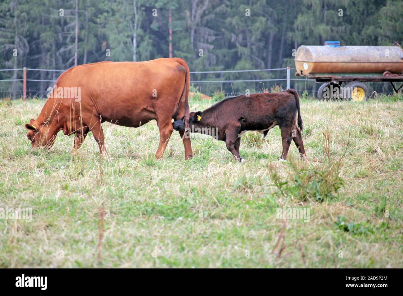 Deutsch angus rind hi-res stock photography and images - Alamy
