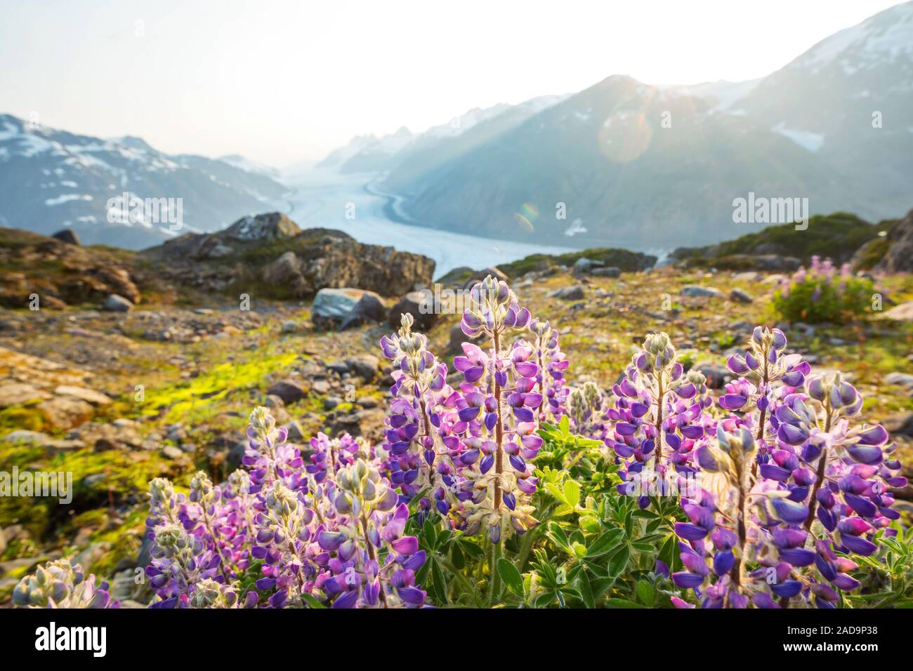 Flower viewing symbol hi-res stock photography and images - Alamy