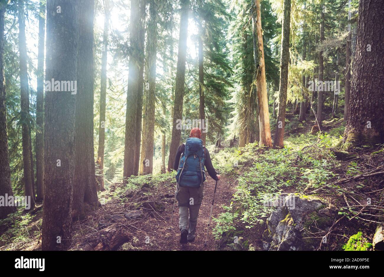 Hike in the forest Stock Photo - Alamy