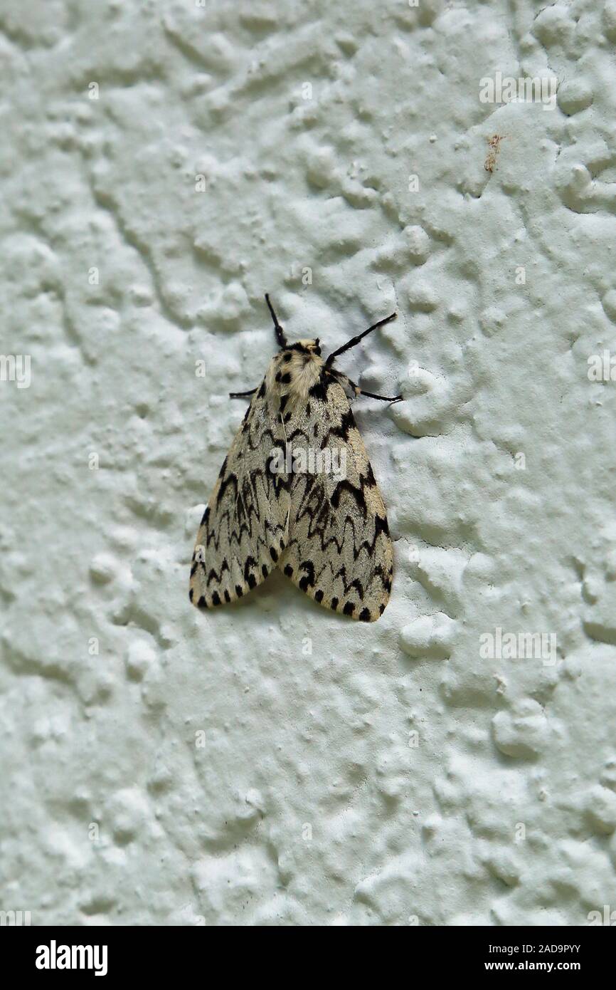 Nun moth hi-res stock photography and images - Alamy