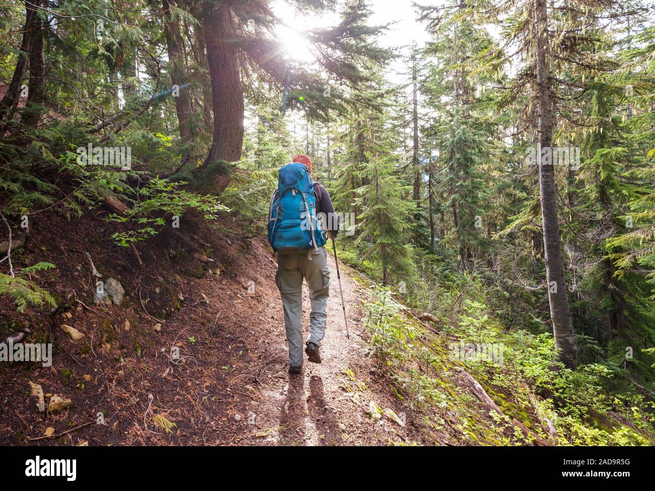 Hike in the forest Stock Photo - Alamy