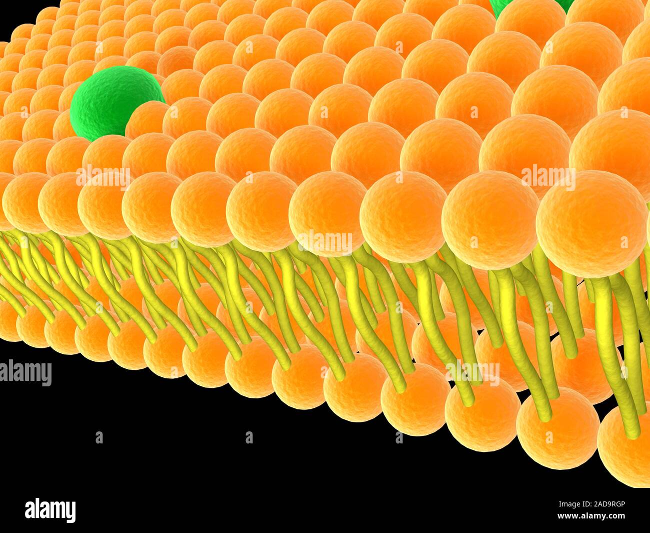 Lipid layer with molecules Stock Photo - Alamy