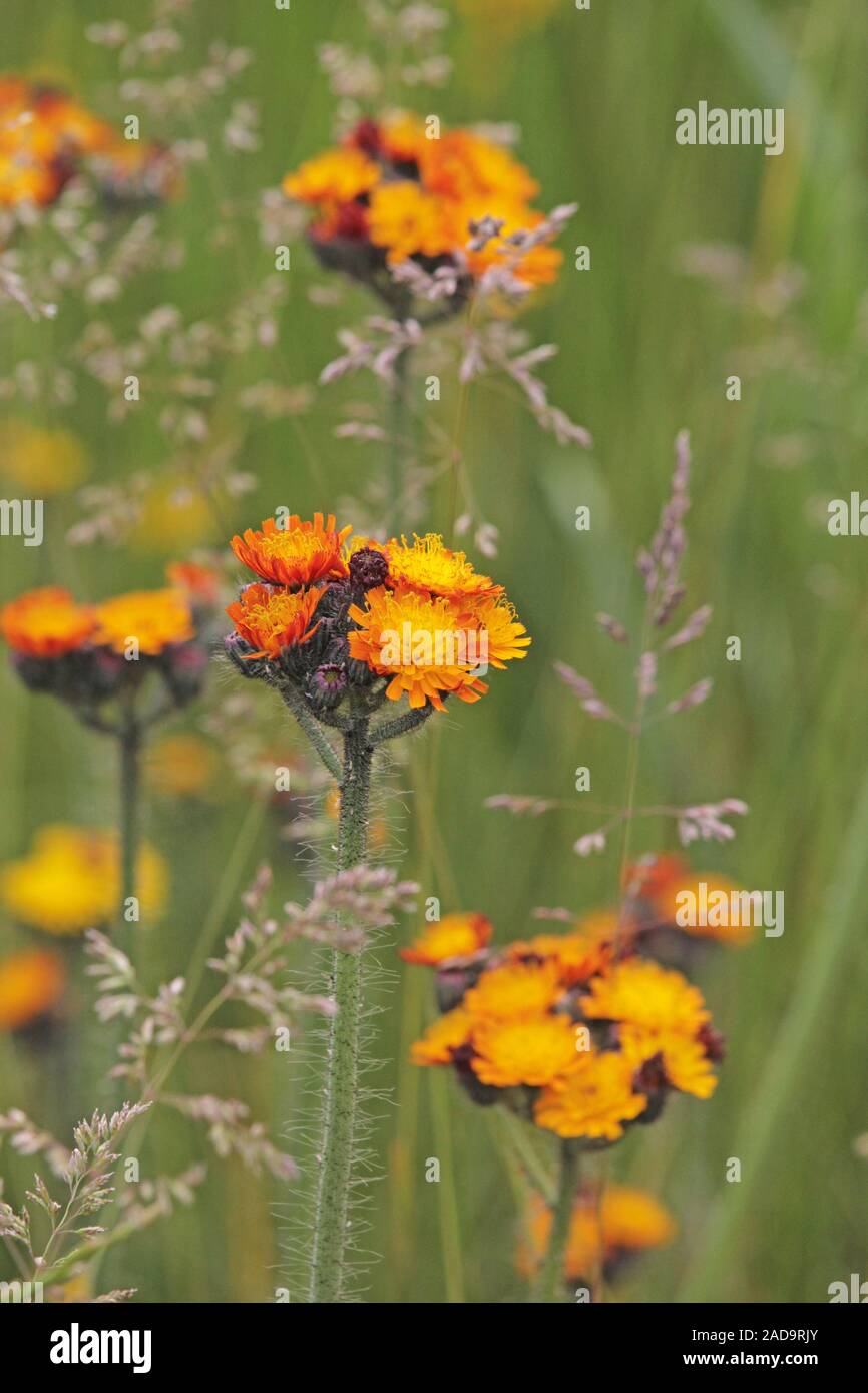 Orange hawk bit hi-res stock photography and images - Alamy