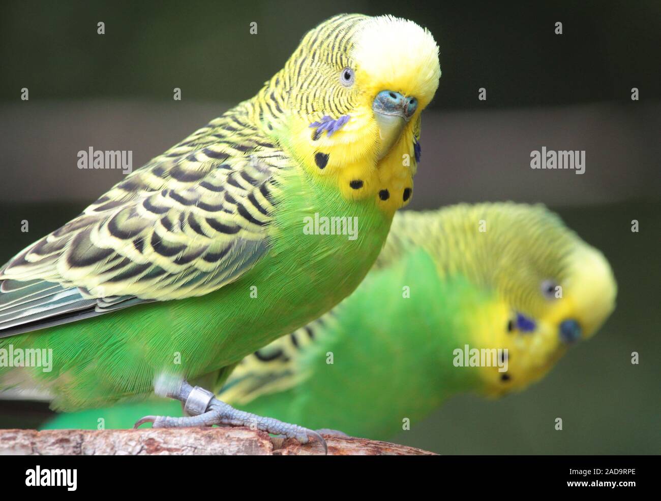 Wellensittich hi-res stock photography and images - Alamy