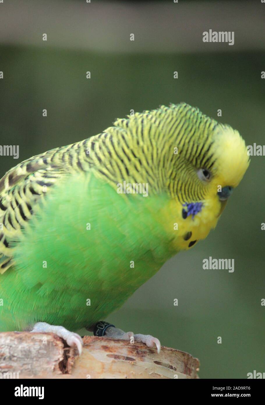 Wellensittich hi-res stock photography and images - Alamy