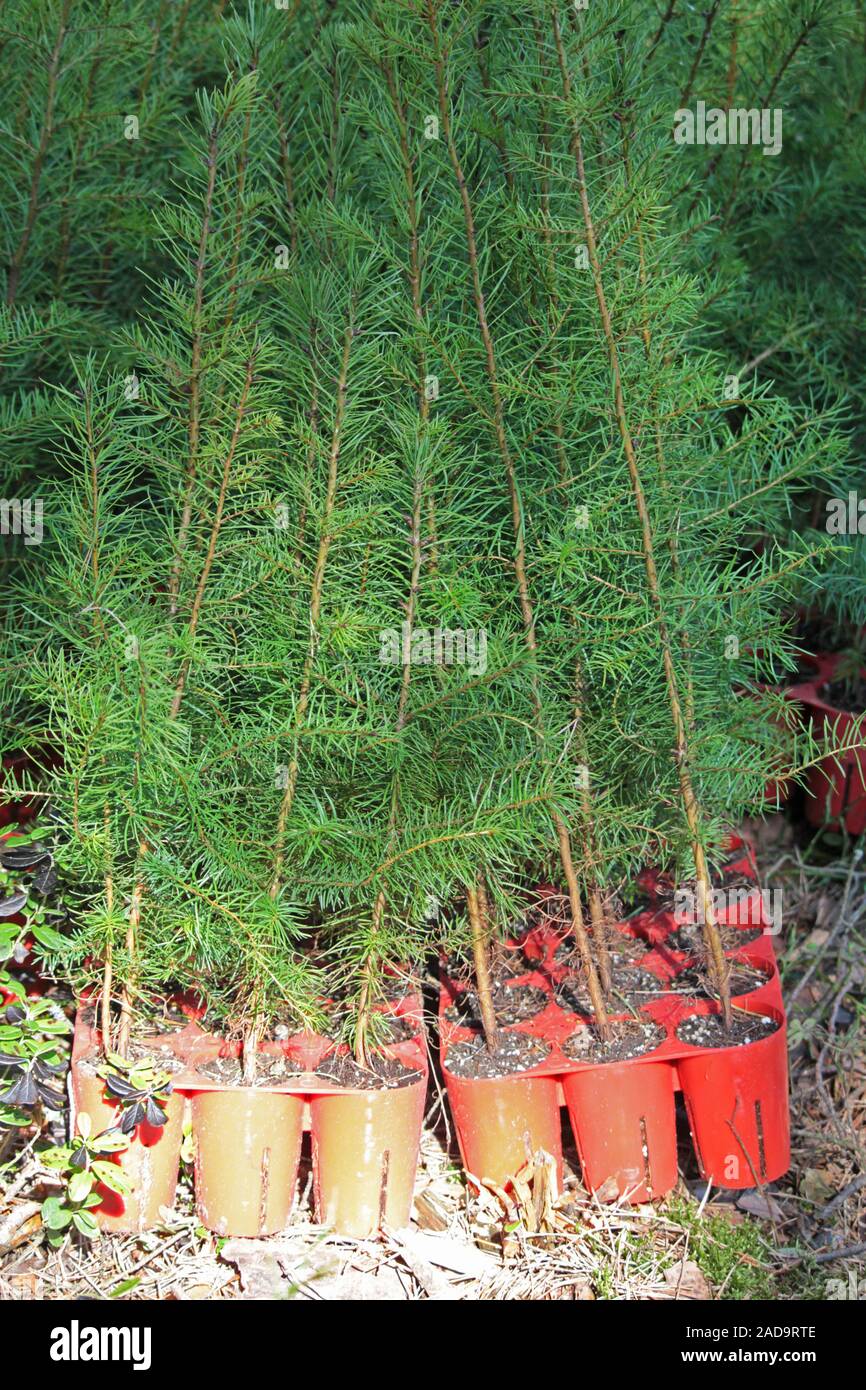 Gewöhnliche douglasie hi-res stock photography and images - Alamy