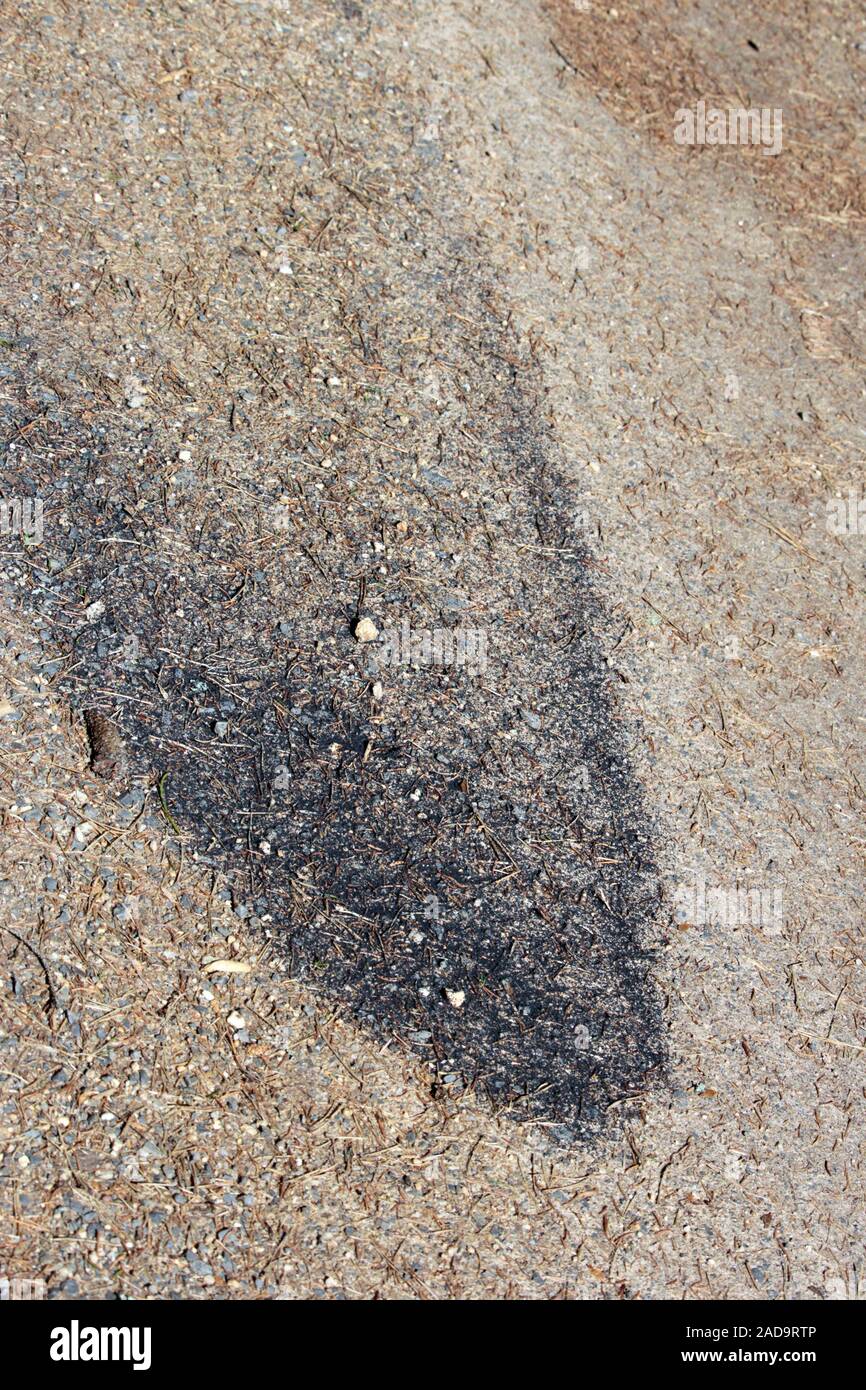 Fleas hi-res stock photography and images - Alamy