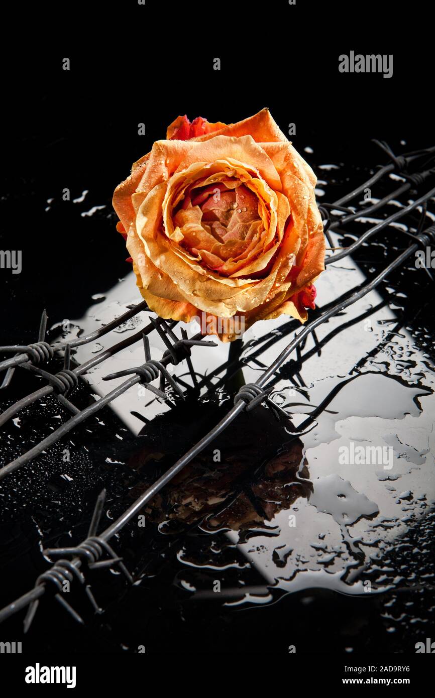 Barbed rose hi-res stock photography and images - Alamy