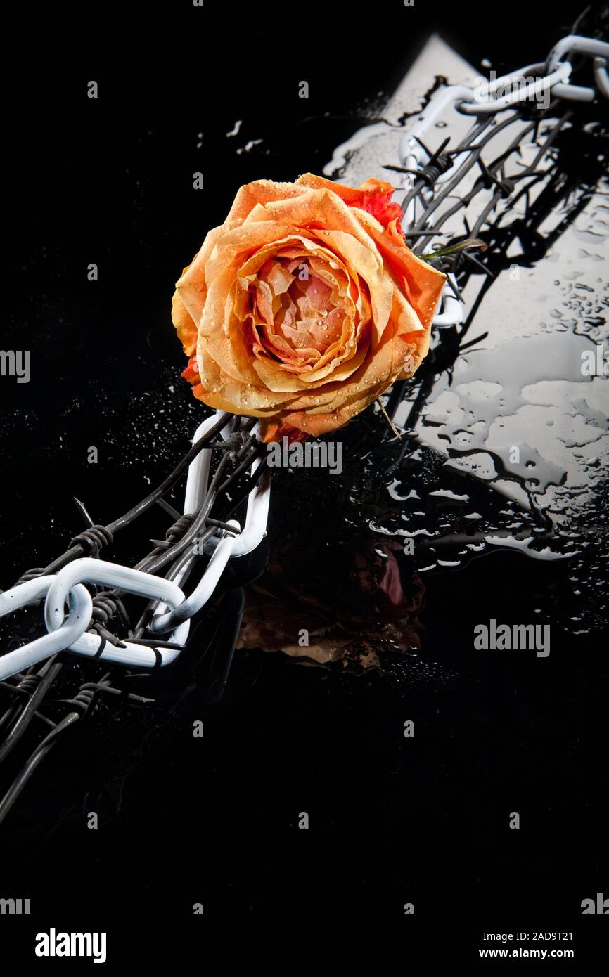 Rose, Chain And Barbed Wire Stock Photo - Alamy