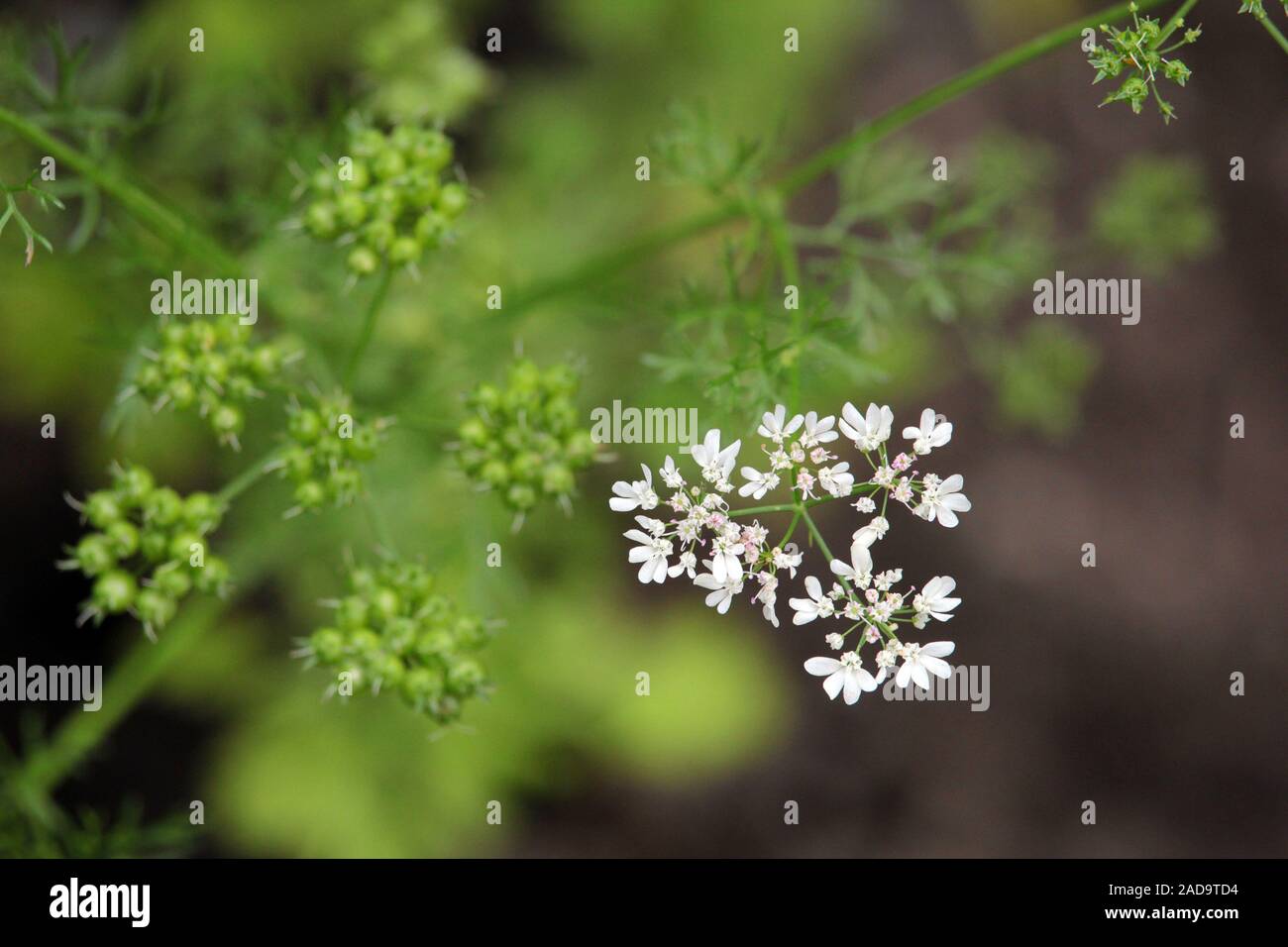 Echte koriander hi-res stock photography and images - Alamy