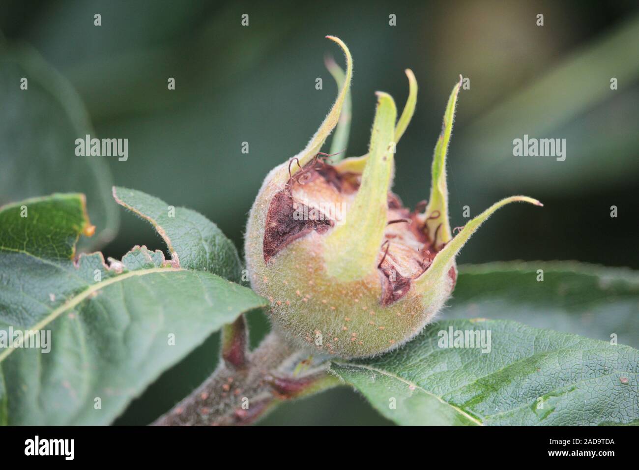 Mispel hi-res stock photography and images - Alamy