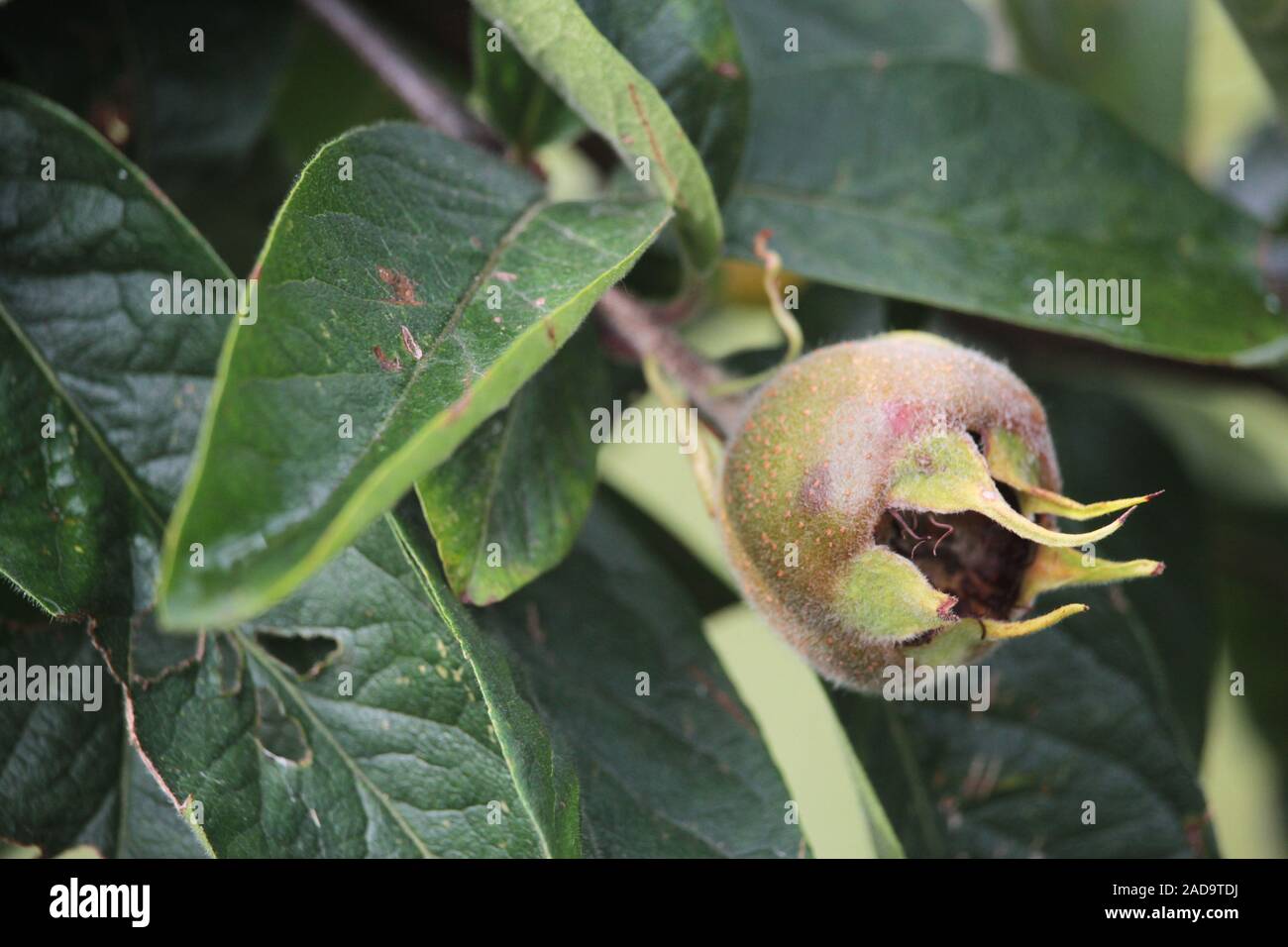 Mispel hi-res stock photography and images - Alamy