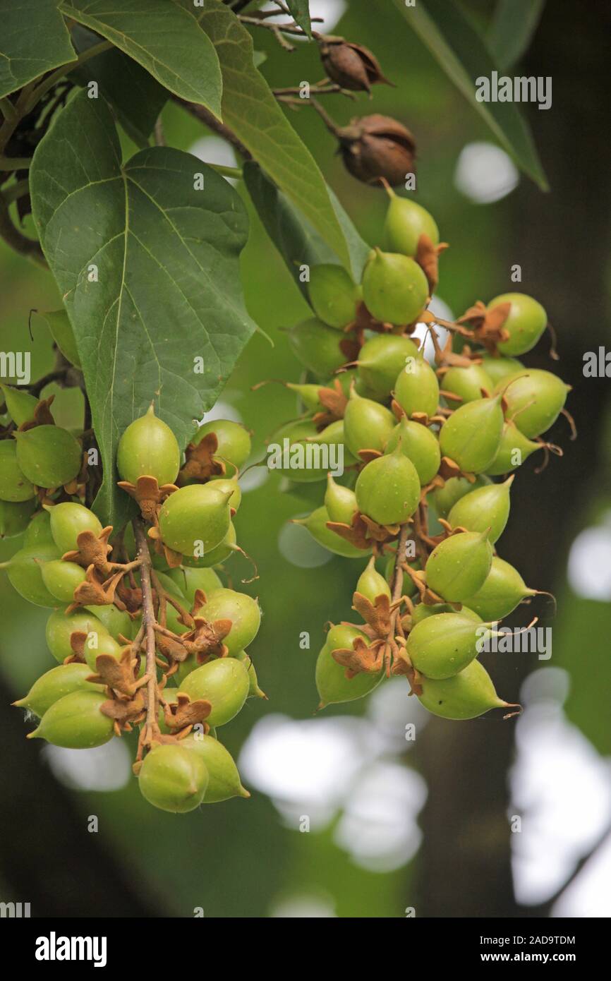 Blue bell tree hi-res stock photography and images - Alamy