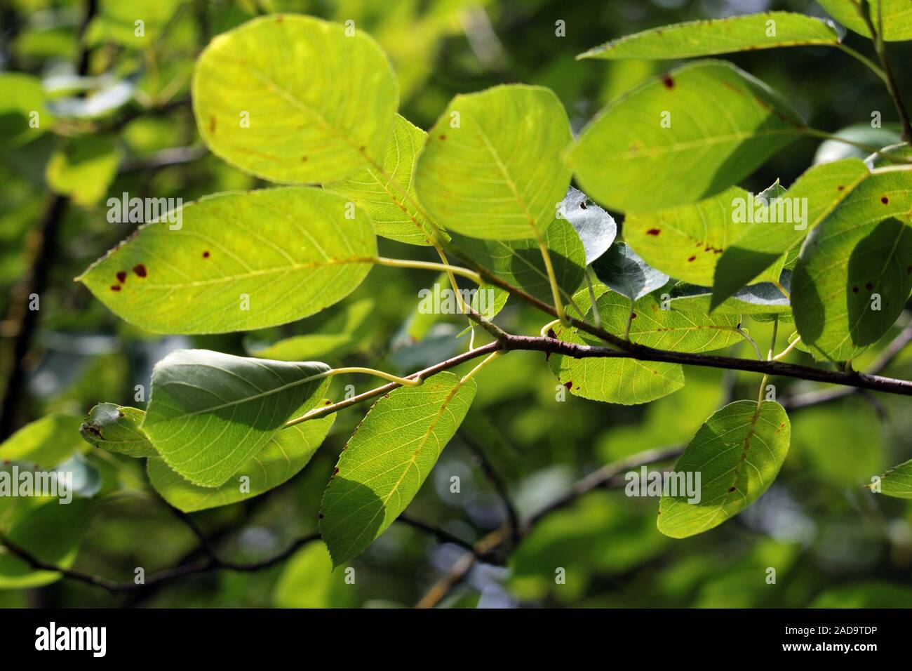 Copper rock pear Stock Photo - Alamy