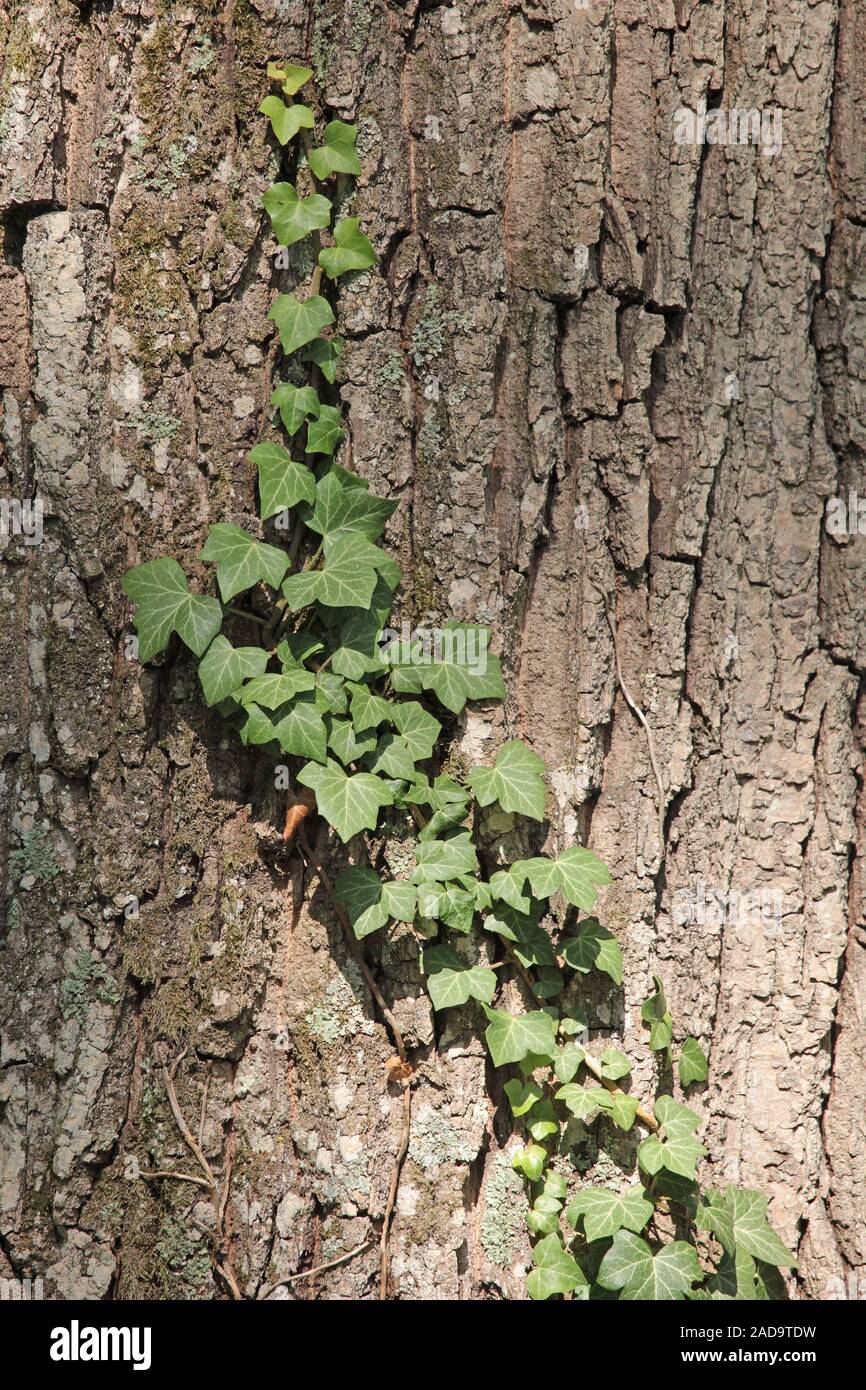 Tree trunk and ivy hi-res stock photography and images - Alamy