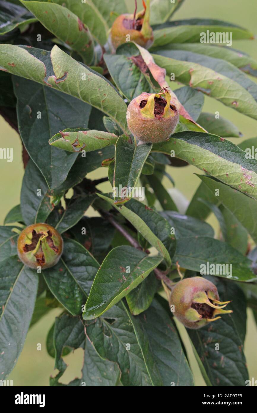 Mispelche hi-res stock photography and images - Alamy