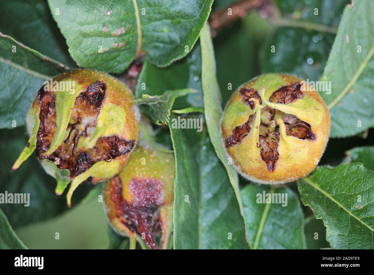 Mispel hi-res stock photography and images - Alamy