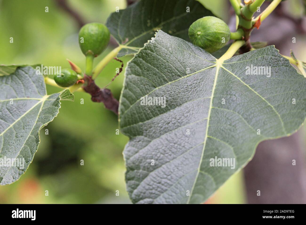 Genuine Fig Tree Stock Photo - Alamy