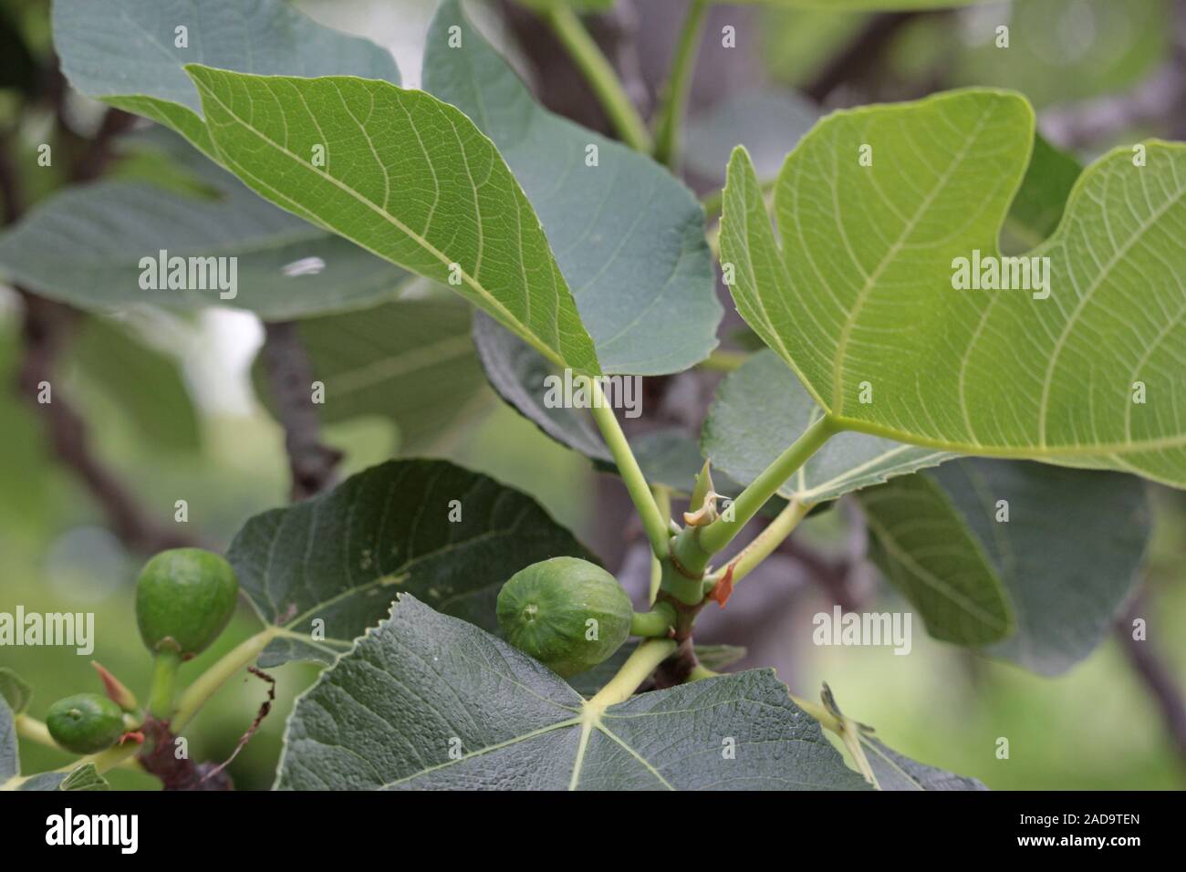 Genuine Fig Tree Stock Photo - Alamy