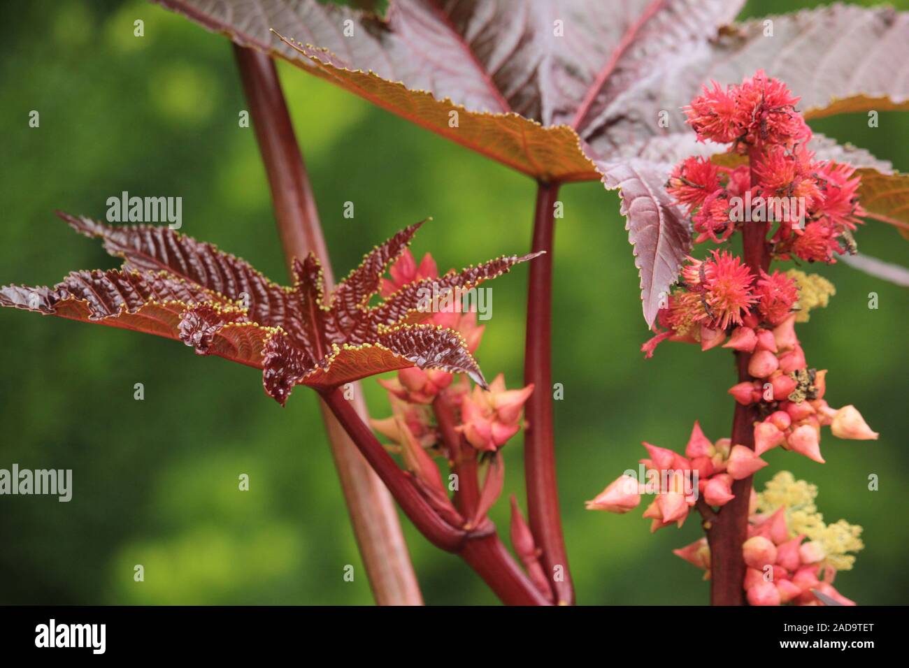 Miracle tree hi-res stock photography and images - Alamy