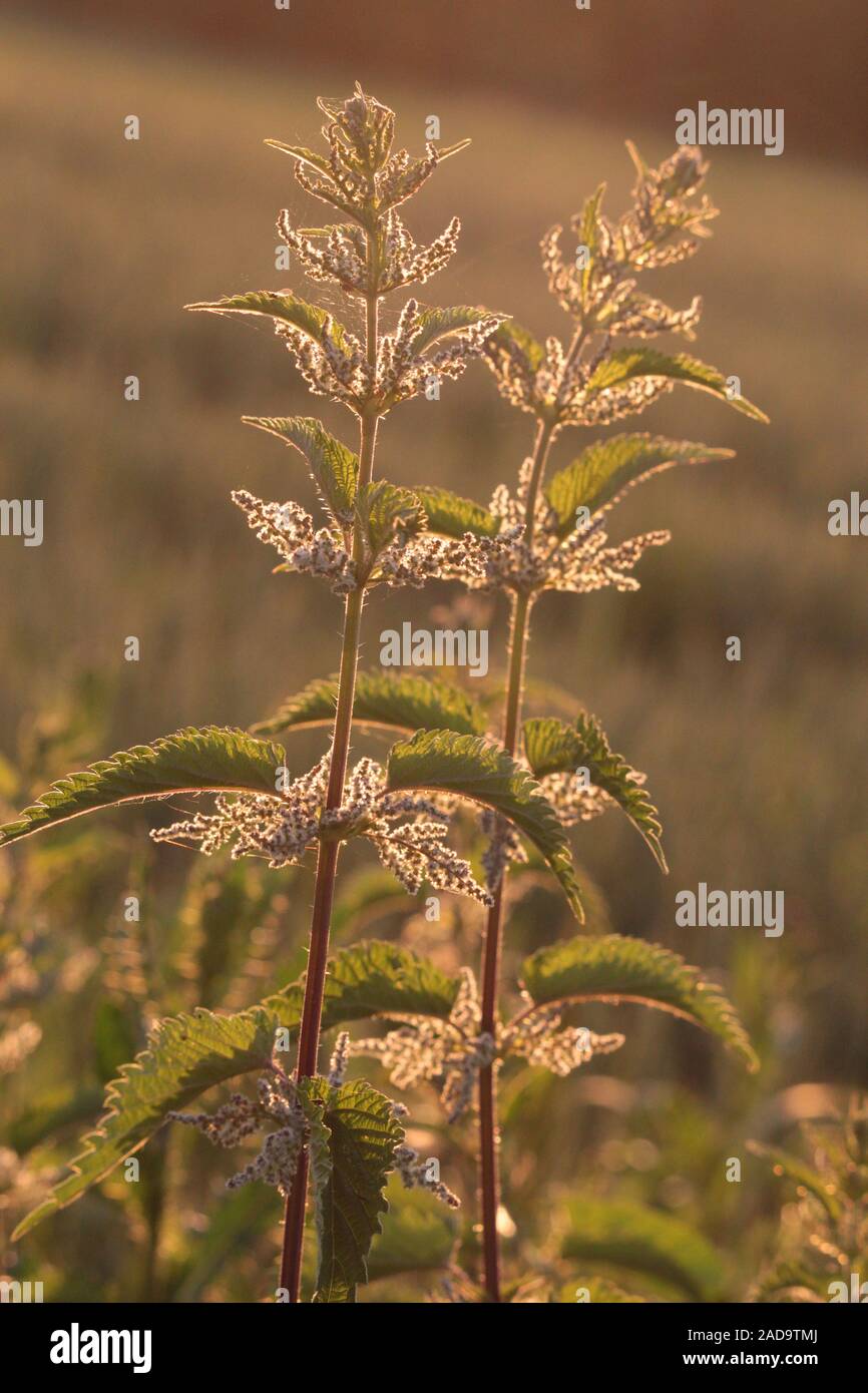 Brennessel hi-res stock photography and images - Alamy