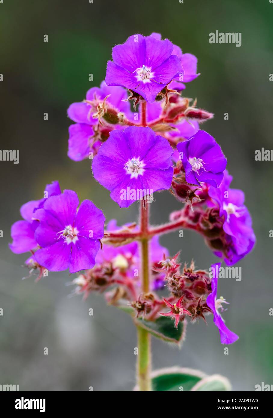 Brazilian flowers hi-res stock photography and images - Alamy