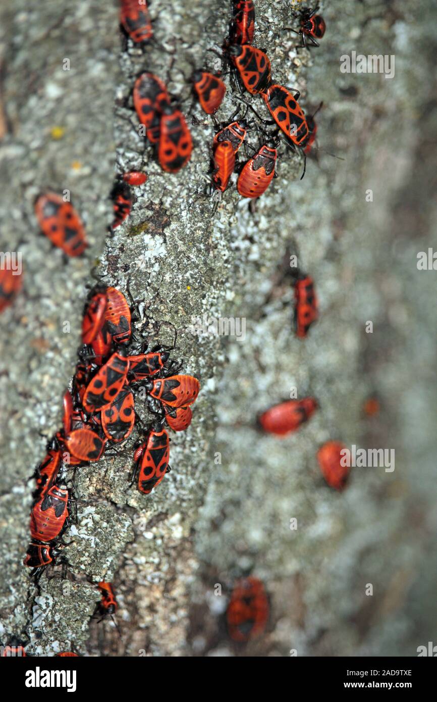 Fire bugs hi-res stock photography and images - Alamy