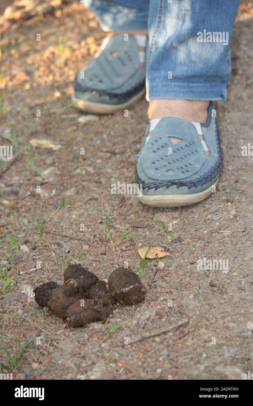 Excrement hi-res stock photography and images - Alamy