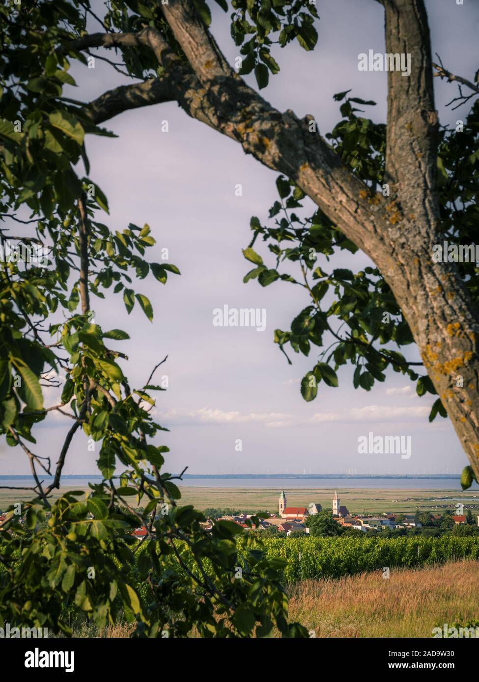 City Rust am See with lake and his vineyards Stock Photo - Alamy