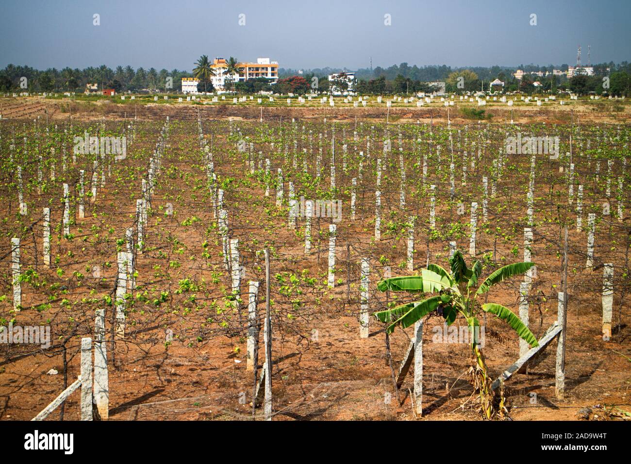 India wine landscape hi-res stock photography and images - Alamy