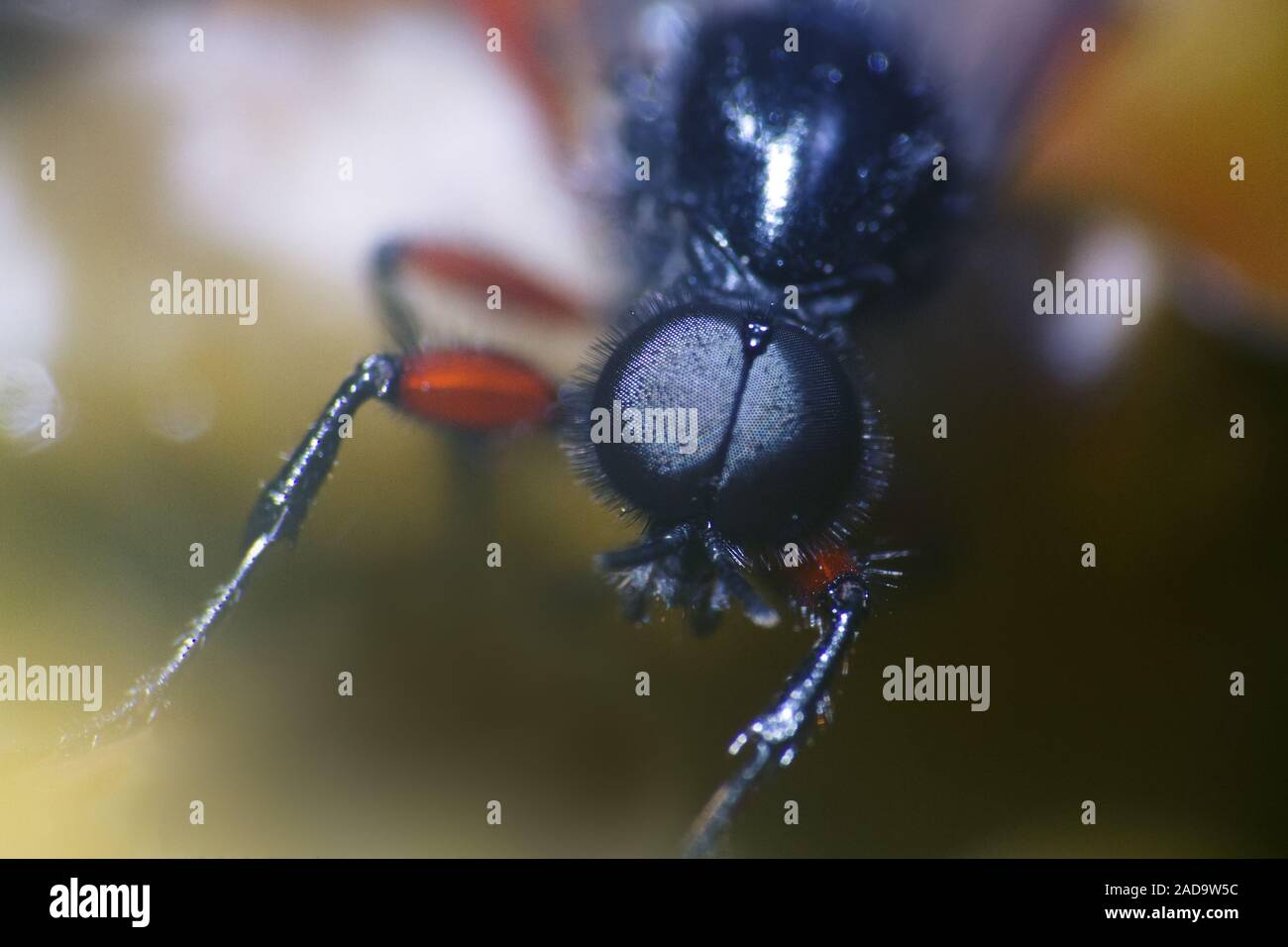 robber fly (Asilidae) blue-black, small predator Stock Photo - Alamy
