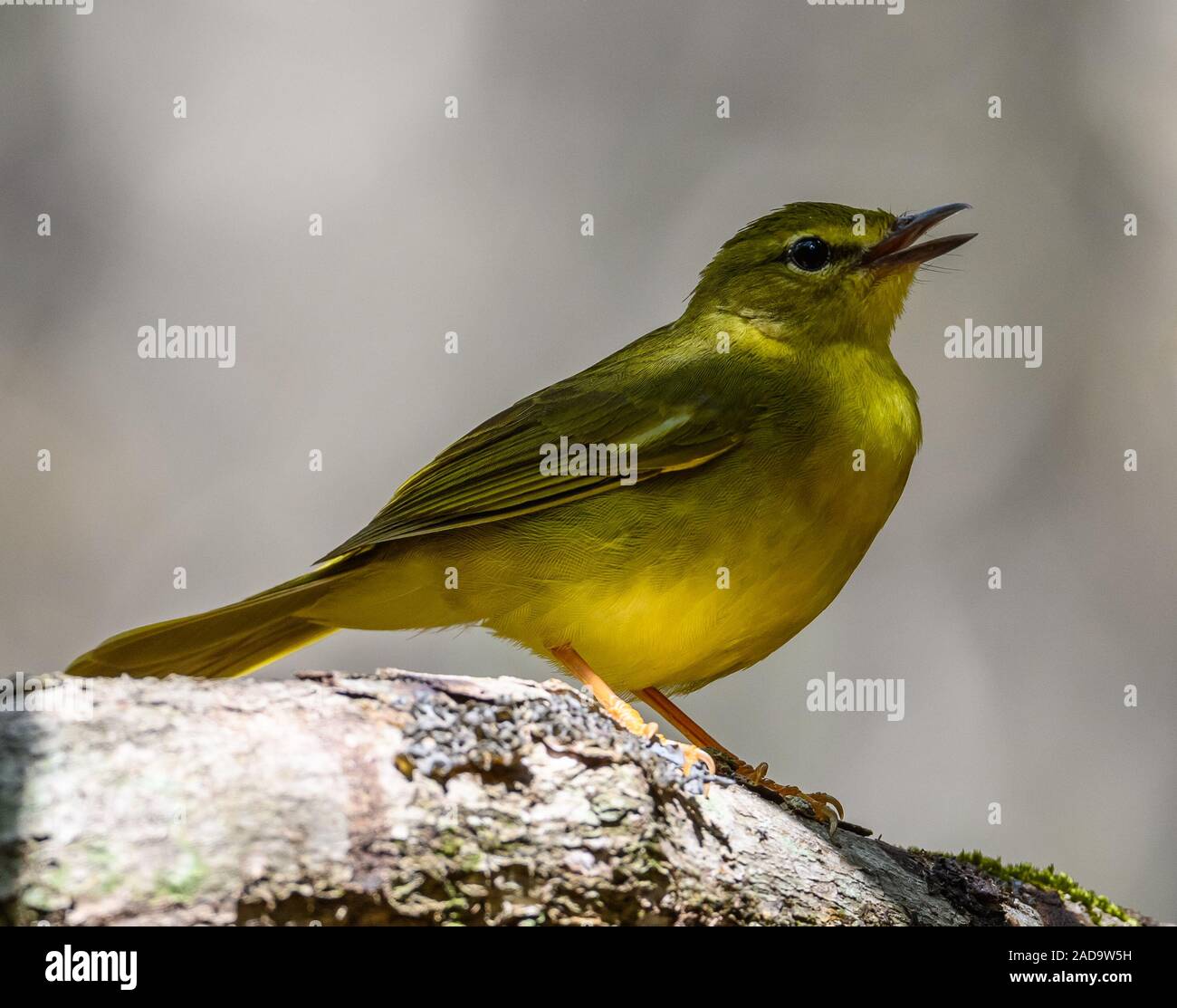 A Flavescent Warbler (Myiothlypis flaveola) singing on a rock. Bahia ...