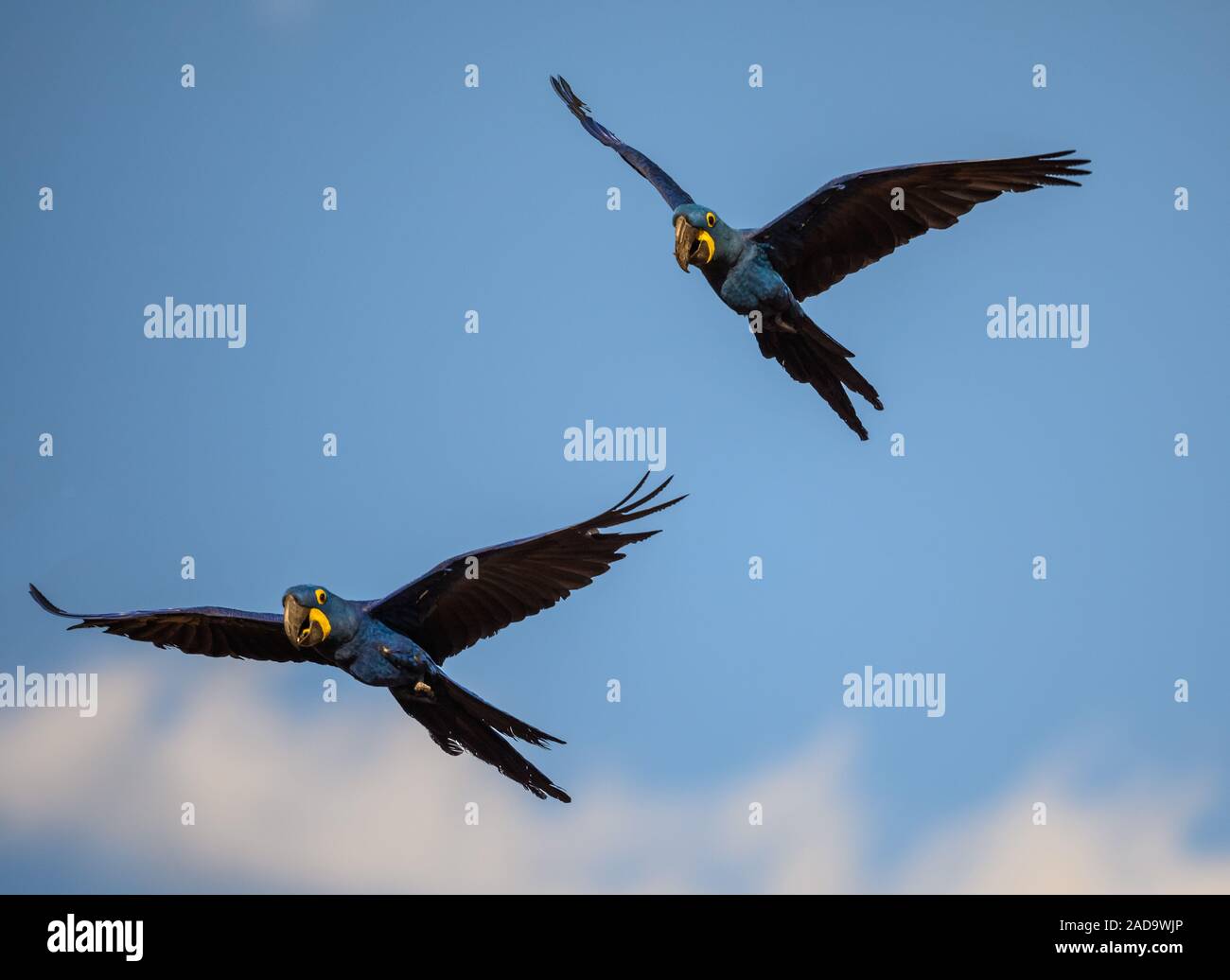 Brazilian blue bird hi-res stock photography and images - Alamy