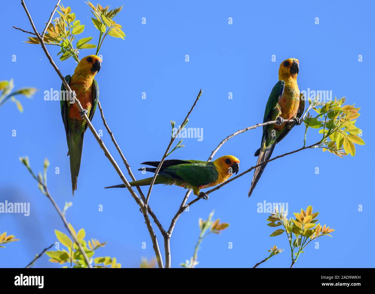 Colorful Jandaya Parakeets (Aratinga jandaya) on a tree. Minas Gerais ...
