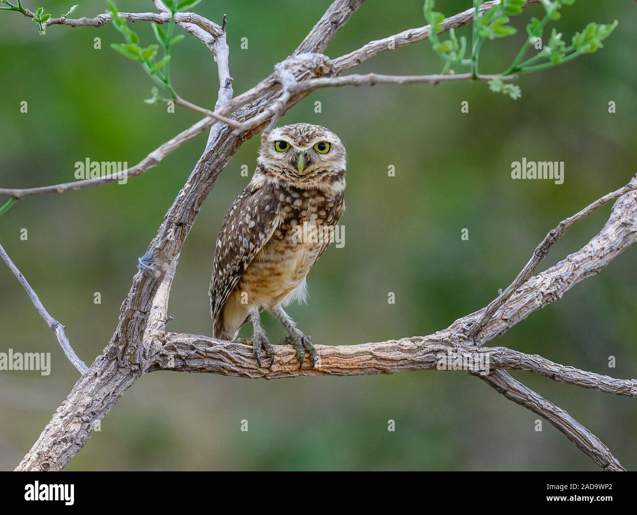 Brazilian bird hi-res stock photography and images - Alamy