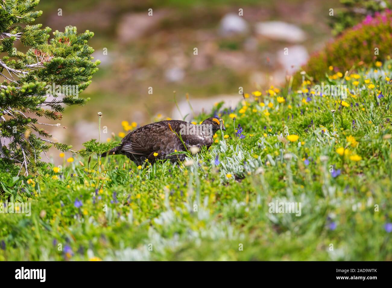 Blue grouse hi-res stock photography and images - Alamy