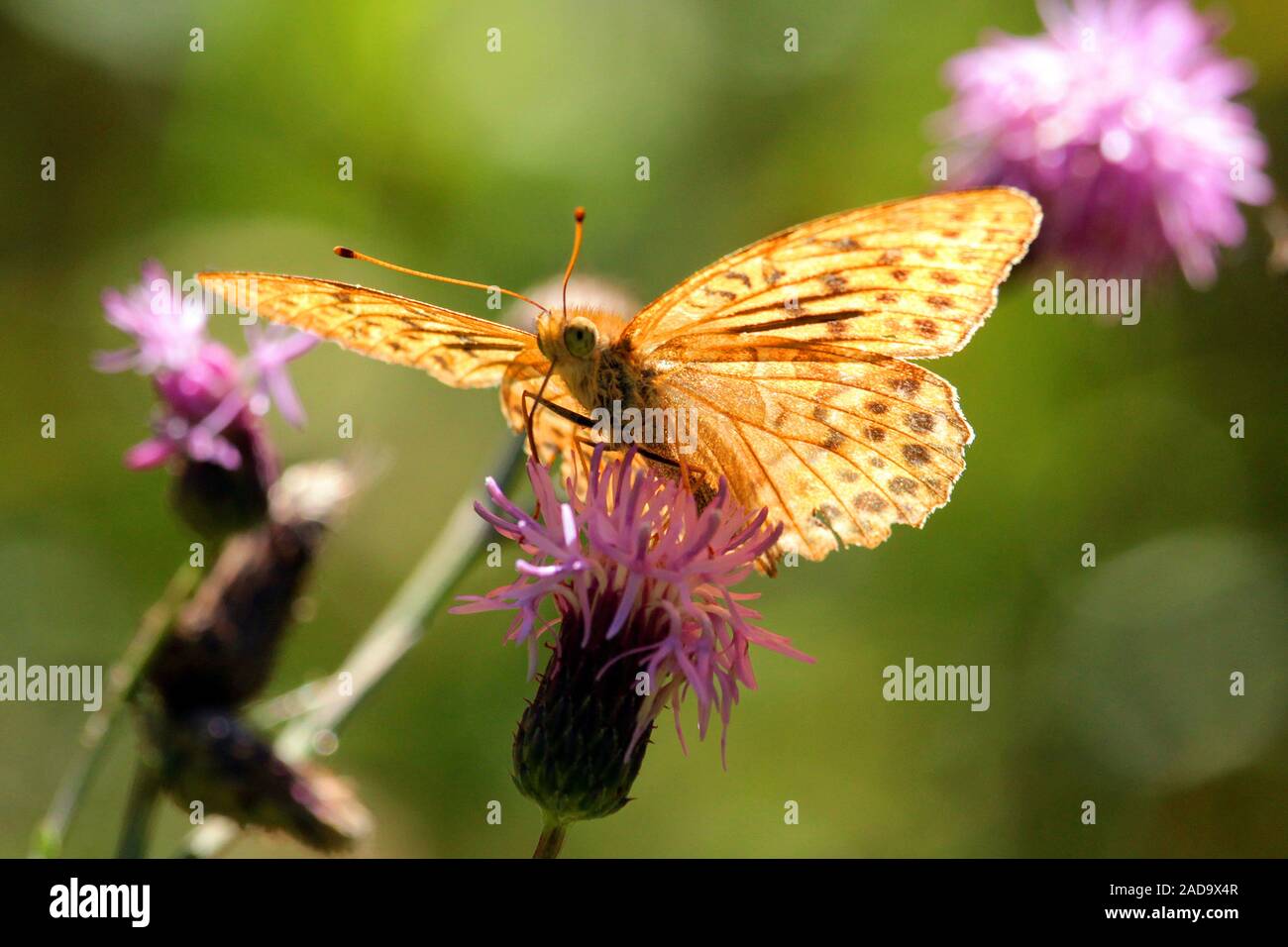 Mother of pearl butterfly hi-res stock photography and images - Alamy