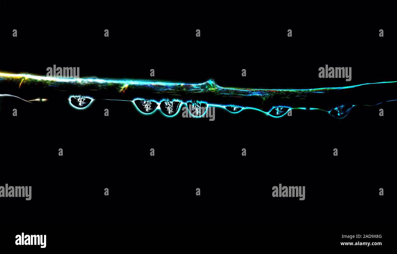 Glowing tree branch in dark Stock Photo - Alamy