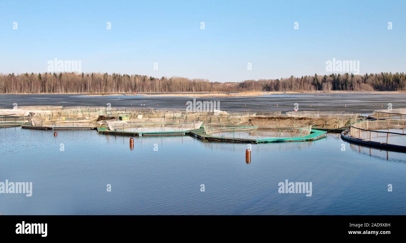 Cages for fish breeding in spring. Fish farming Stock Photo - Alamy